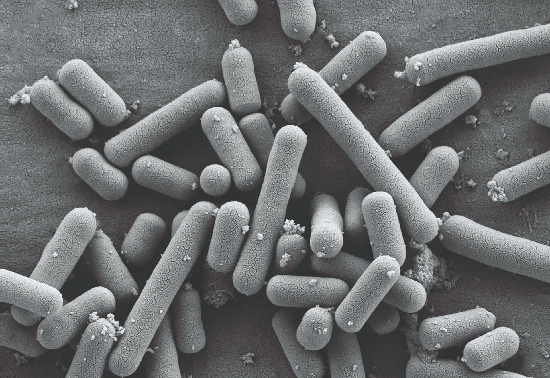 Precision probiotic formulas » Kaneka Probiotics